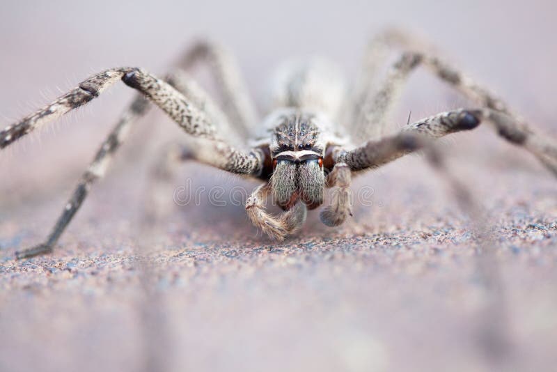 Common Rain Spider on Brick Pavement, Selective Focus Stock Image ...