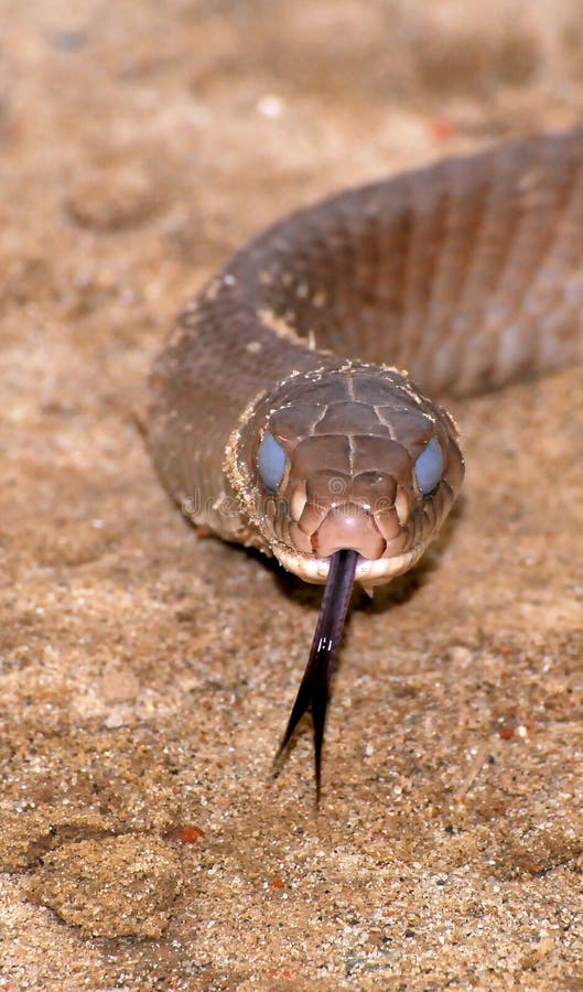 Common rat-snake stock photo. Image of serpent, food, feeding - 8294082
