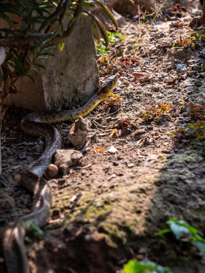 Common Rat Snake Slithering Stock Photo - Image of hide, fang: 373387896