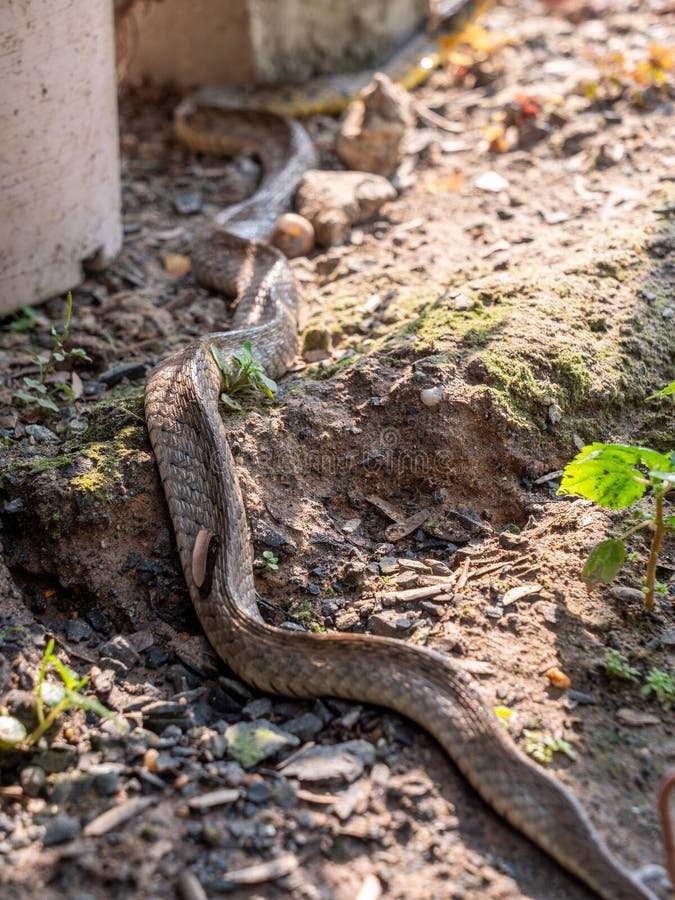Common Rat Snake Slithering Stock Photo - Image of poison, small: 373387922