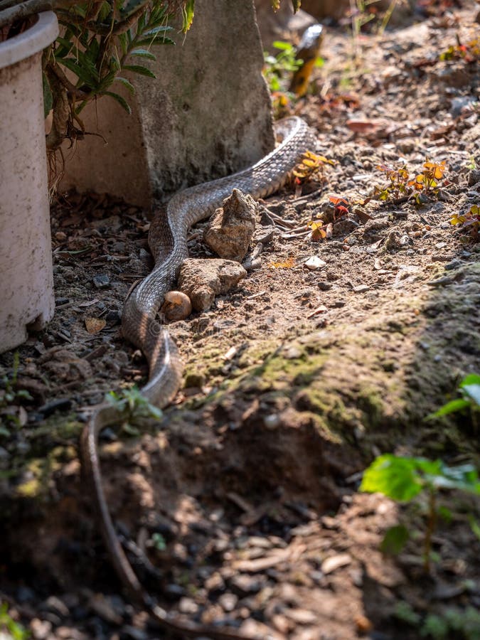 Common Rat Snake Slithering Stock Image - Image of texture, summer ...