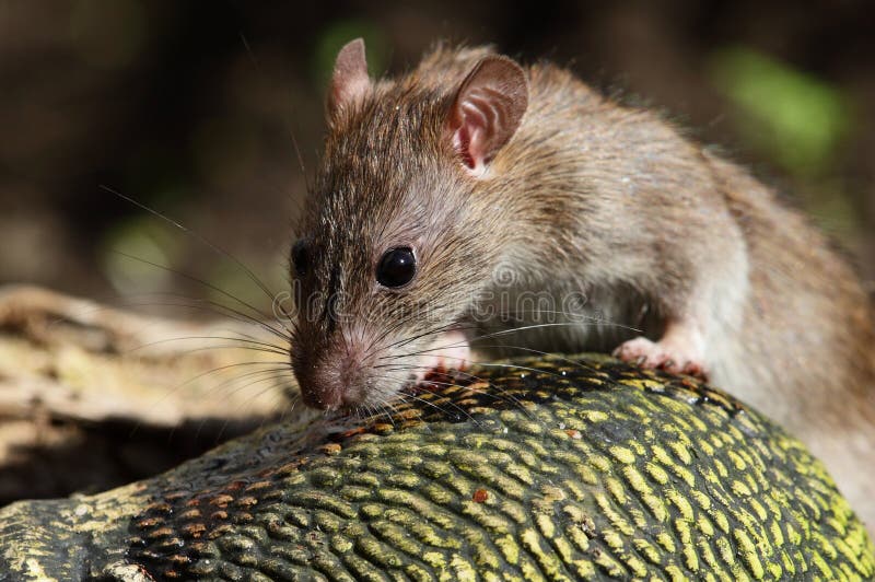 Common rat. stock photo. Image of common, rodents, wildlife - 49601548
