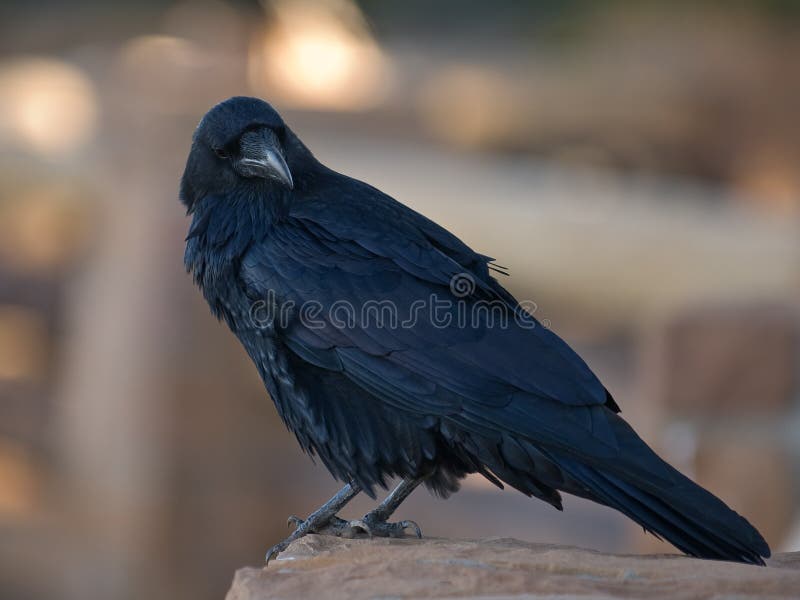 A landing Common Raven stock image. Image of alone, controlling - 17340457
