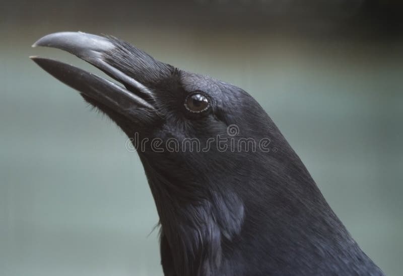 Raven stock image. Image of hooded, bird, crow, back, head - 5529553