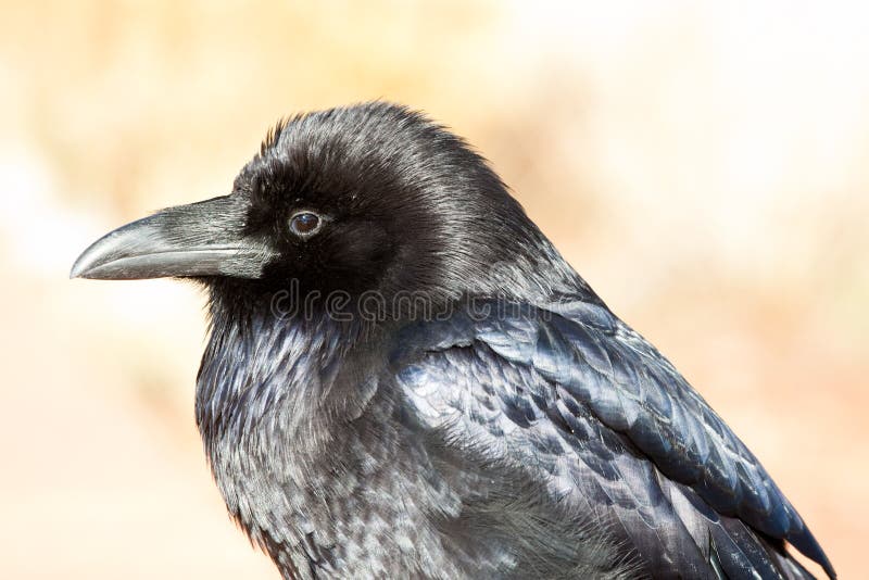 Common Raven stock image. Image of close, corax, portrait - 17221489