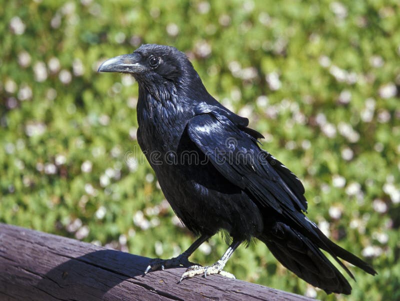 Common Raven stock image. Image of bird, large, raven - 12929359