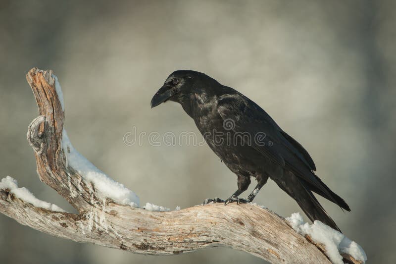 Common Raven stock photo. Image of perch, perched, common - 29298720