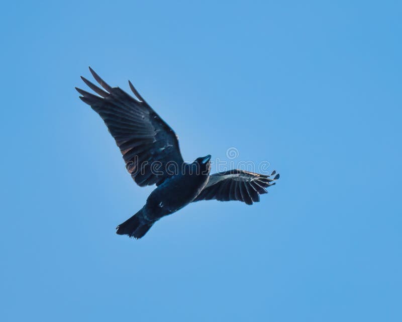 Common Raven stock image. Image of wings, animal, bird - 313463623
