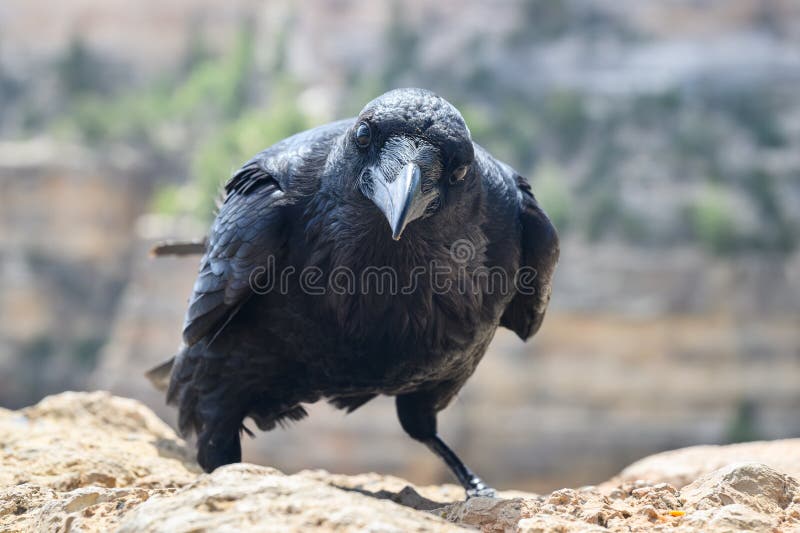 Common Raven in Close Up on Cliff Edge with Face Looking Inquisitive ...