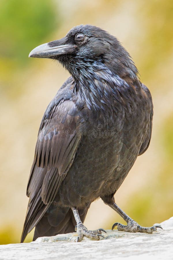 A Common Raven Controlling His Flight Stock Image - Image of ground ...