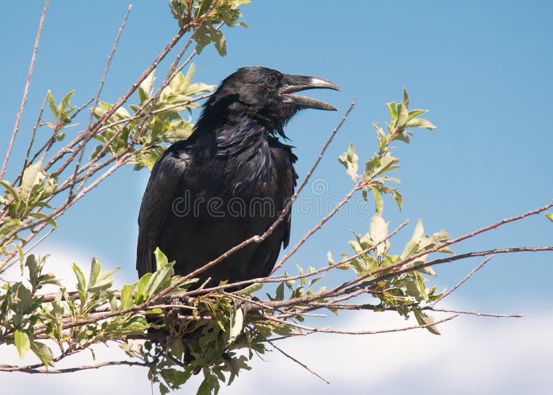 Common Raven in Colorado Front Range Stock Image - Image of closeup ...