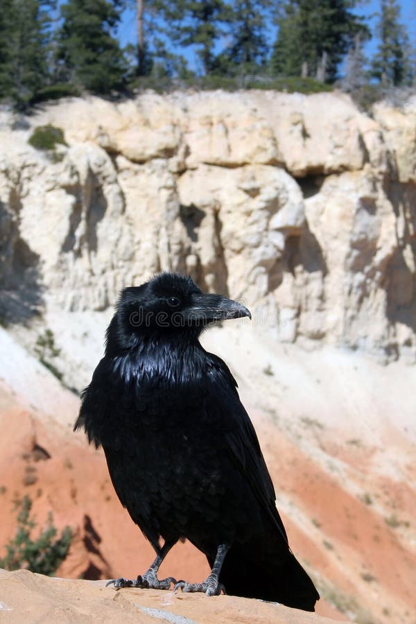Common Raven, Corvus corax stock photo. Image of park - 13206216