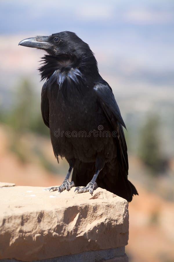 Common Raven (Corvus Corax) Stock Image - Image of canyon, fearless ...