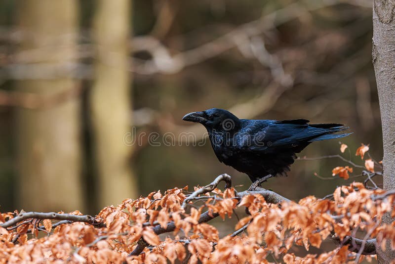 Common Raven Corvus Corax on Beech Branches Stock Image - Image of ...