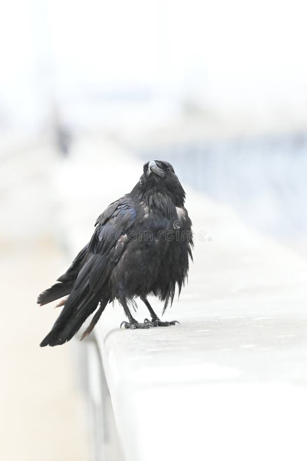 Common Raven with Leucism Ocean Beach San Francisco 6 Stock Image ...