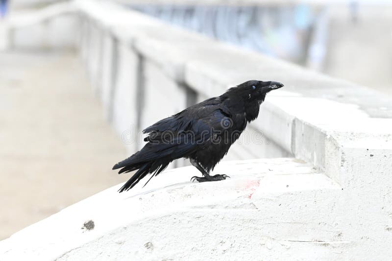 Common Raven with Leucism Ocean Beach San Francisco 2 Stock Photo ...