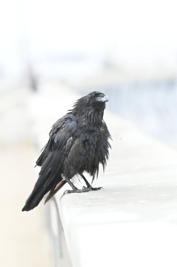 Common Raven with Leucism Ocean Beach San Francisco 4 Stock Image ...