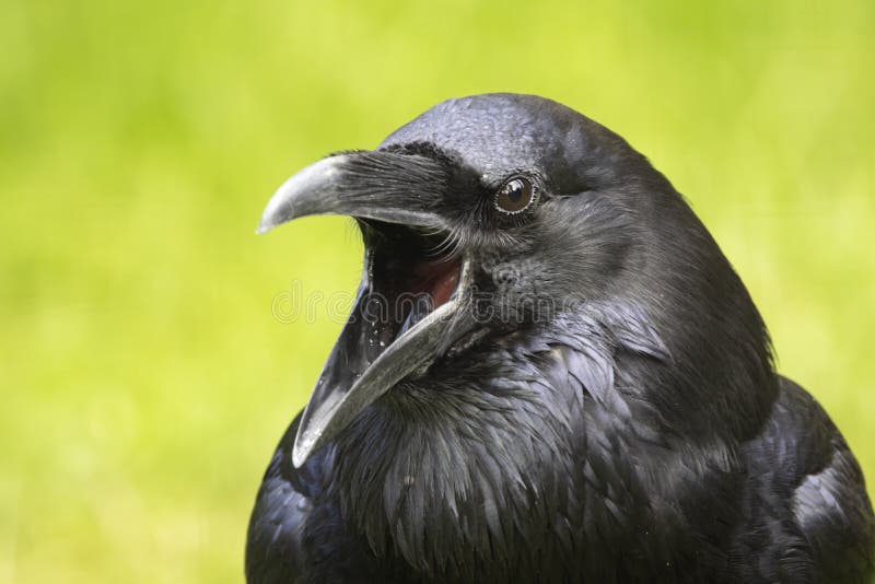 Common raven Corvus corax stock photo. Image of corvus - 233482980