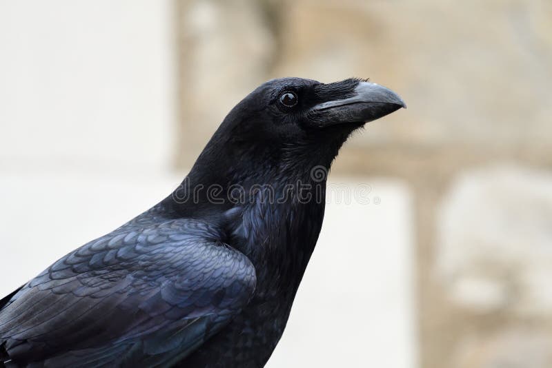 Common raven corvus corax stock photo. Image of outdoors - 139961256