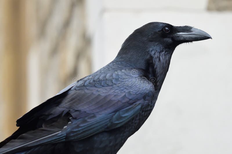Common raven corvus corax stock photo. Image of perched - 139961324