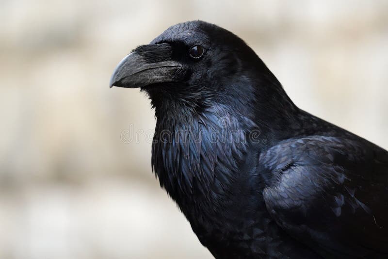 Headshot Common Raven Stock Photos - Free & Royalty-Free Stock Photos ...