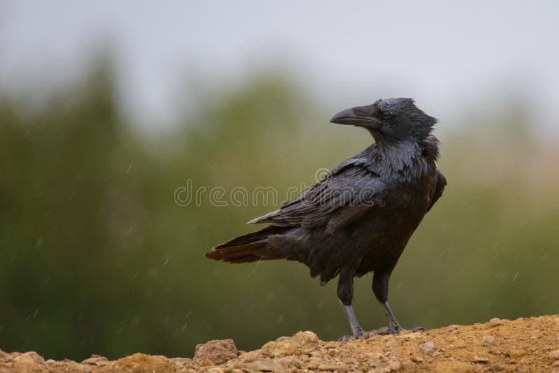 Common Raven Corvus Corax, Isolated on White Background Stock Image ...