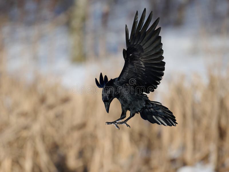 Common Raven (Corvus Corax) Stock Image - Image of natural, habitat ...