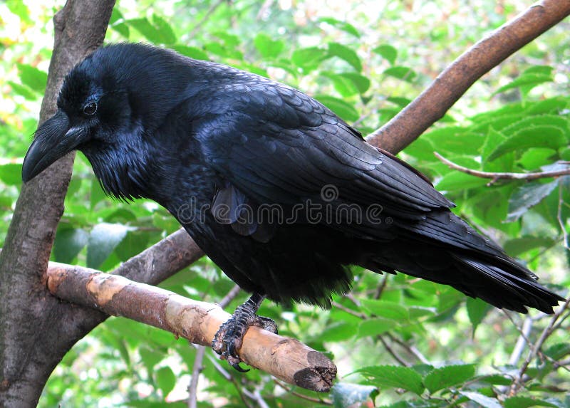 Common Raven (Corvus Corax) Stock Image - Image of passerine, corvus ...
