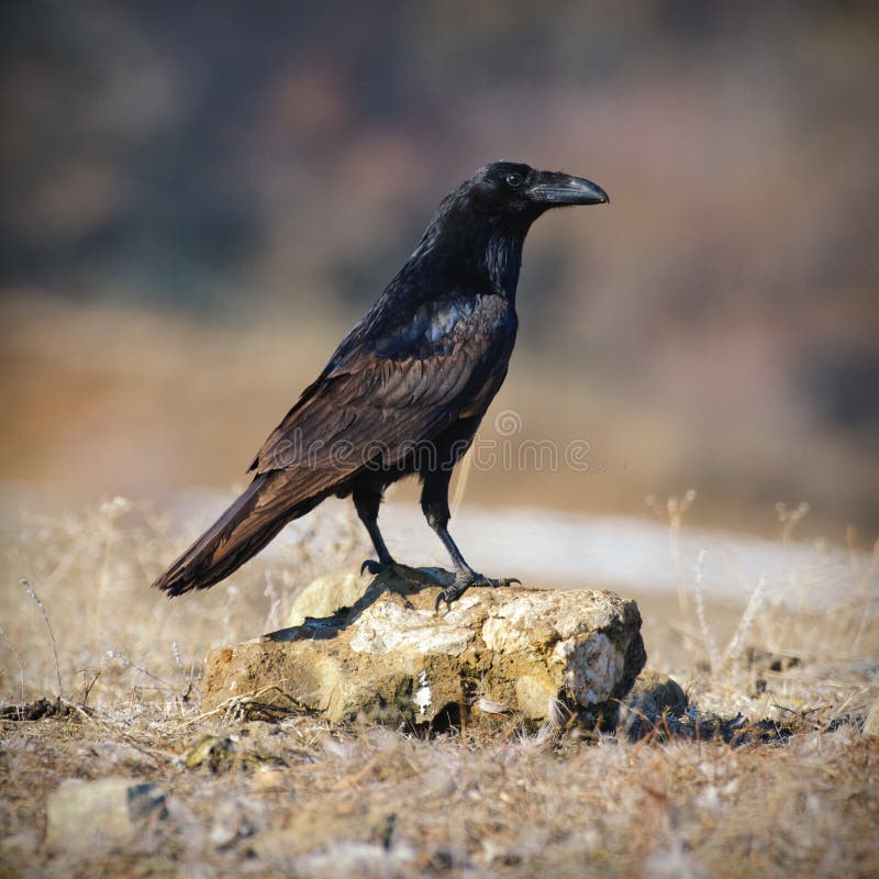 Common Raven Corvus corax stock image. Image of corvus - 106288573