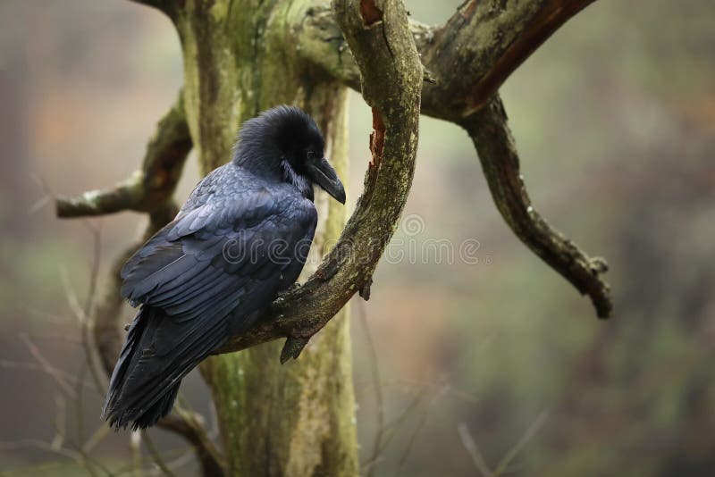 Common Raven is the Largest Perching Bird in Europe - Corvus Corax ...