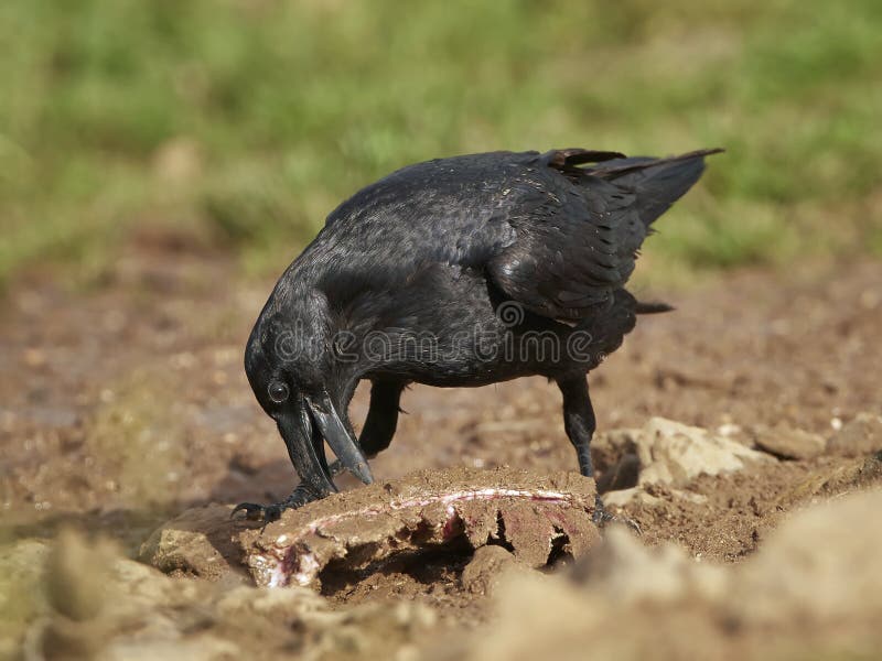 146 Common Raven Eating Stock Photos - Free & Royalty-Free Stock Photos ...