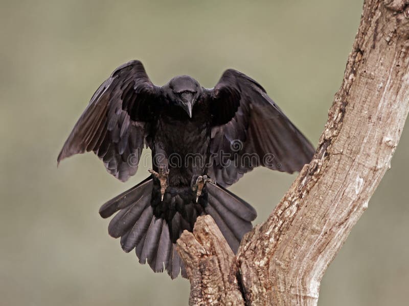 Common Raven in Its Natural Habitat Stock Photo - Image of creature ...