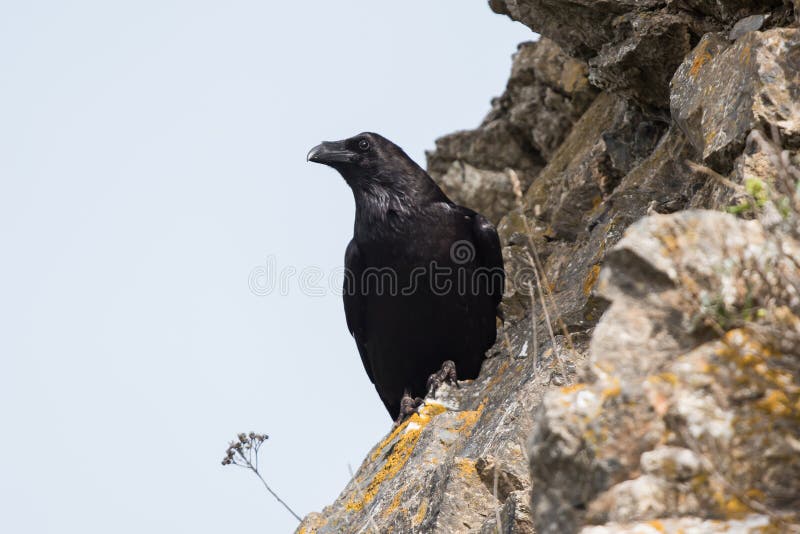 Common Raven, Corvus corax stock image. Image of raven - 110109057