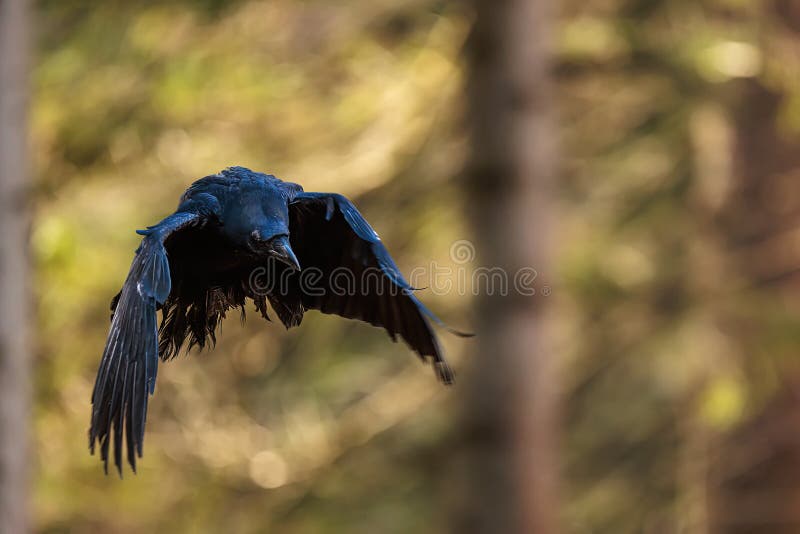 Common Raven Corvus Corax in the Forest Stock Image - Image of fauna ...