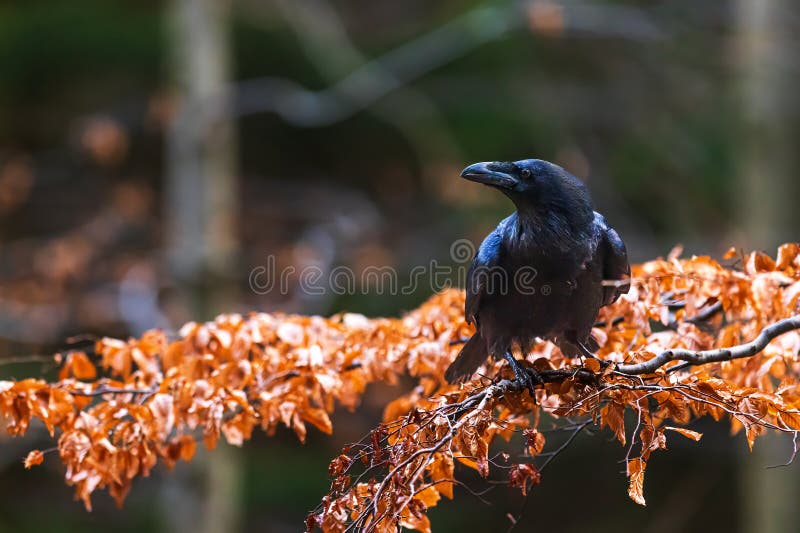 Common Raven (Corvus Corax) in the Forest Stock Photo - Image of fauna ...