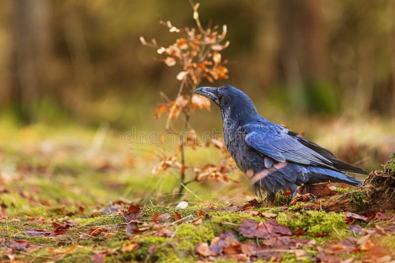 Common Raven (Corvus Corax) in the Forest Stock Image - Image of white ...