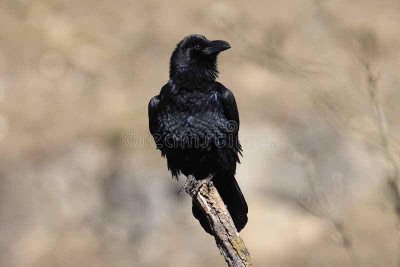 Common Raven (Corvus Corax) Germany Stock Image - Image of light ...