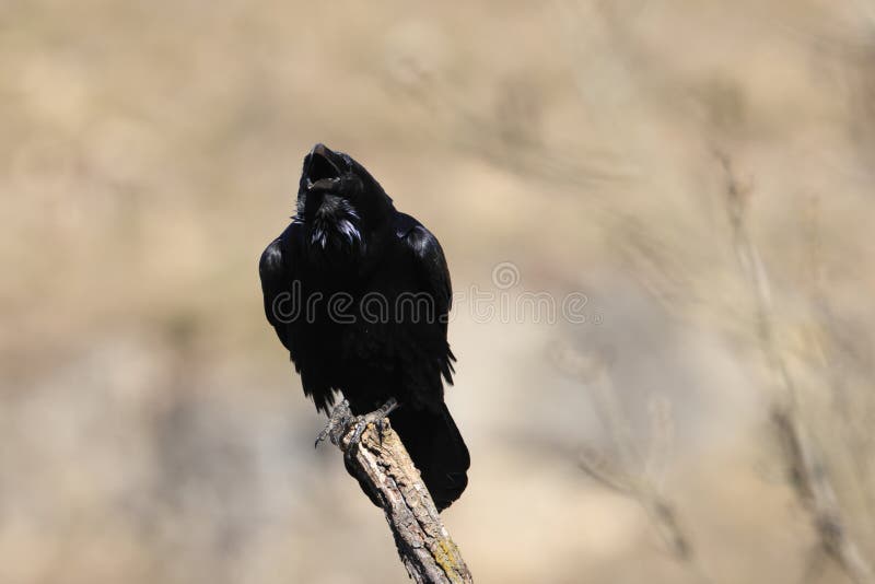 Common Raven (Corvus Corax) Germany Stock Photo - Image of feather ...