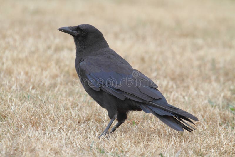 Common Raven stock image. Image of bird, corvidae, details - 53352783