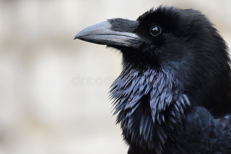 Common raven corvus corax stock photo. Image of headshot - 133818992