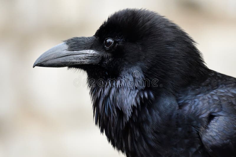 Common raven corvus corax stock image. Image of bird - 136292217