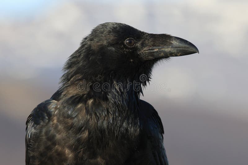 Common Raven (Corvus Corax) Iceland Stock Photo - Image of feathers ...