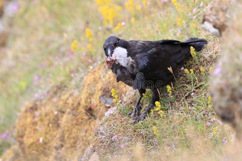 Common Raven (Corvus Corax) Iceland Stock Image - Image of crow, branch ...