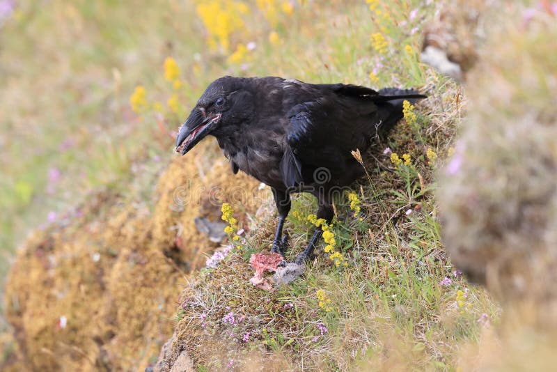 Common Raven (Corvus Corax) Iceland Stock Photo - Image of light ...