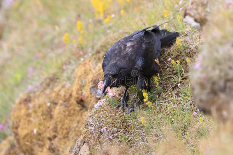 Common Raven (Corvus Corax) Iceland Stock Photo - Image of flying ...