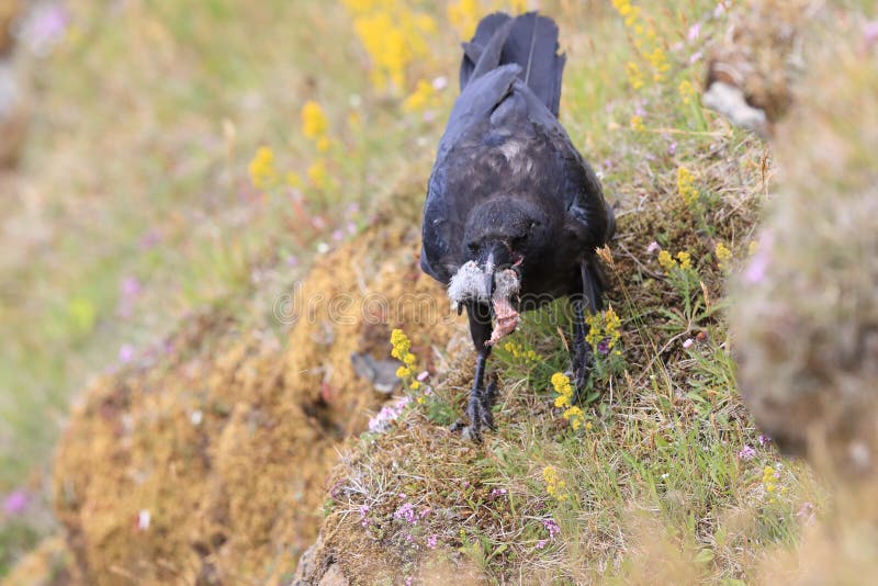 Common Raven (Corvus Corax) Iceland Stock Image - Image of gold, bright ...