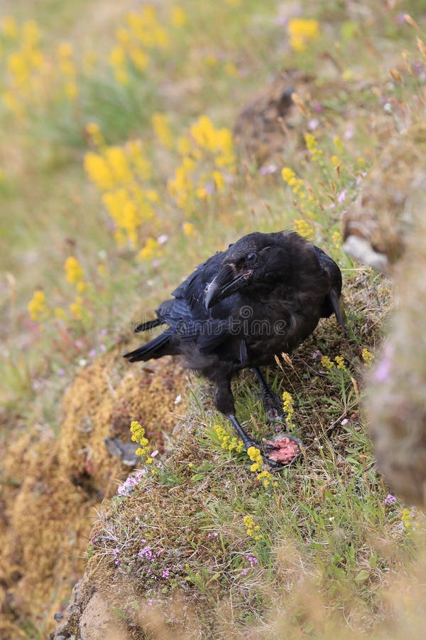 Common Raven (Corvus Corax) Iceland Stock Photo - Image of ornithology ...