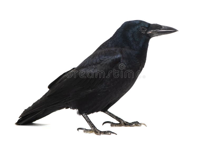 Common Raven Corvus Corax, Isolated on White Background Stock Image ...