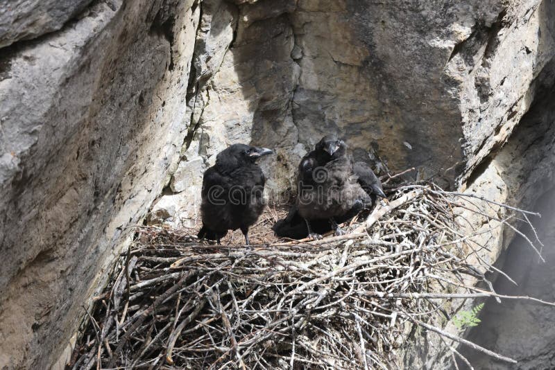 Common Raven (Corvus Corax) Maligne Canyon Jasper Kanada Stock Photo ...