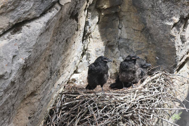 Common Raven (Corvus Corax) Maligne Canyon Jasper Kanada Stock Image ...